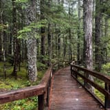 Trail of Two Forests Trail , Washington - 280 Reviews, Map | AllTrails