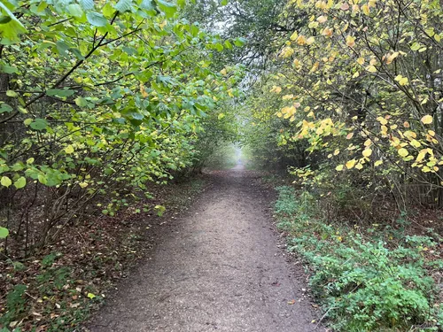 Best Wild Flowers Trails in Bourne Wood | AllTrails