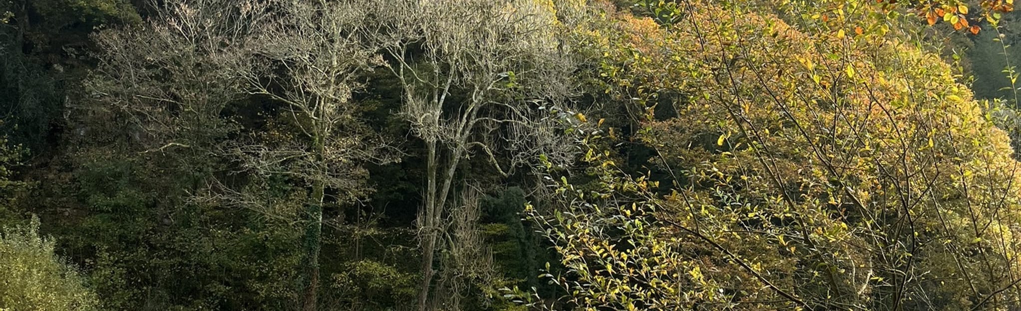 Gunnislake and River Tamar: 5 Reviews, Map - Cornwall, England | AllTrails