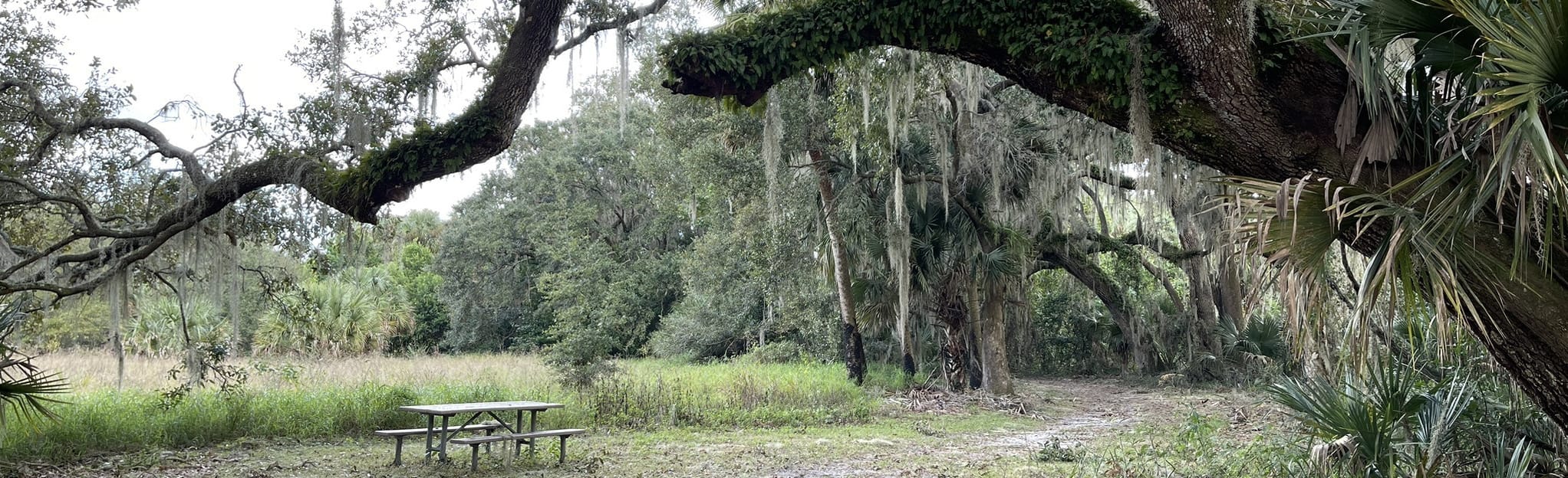 Wiregrass and Bourlay Loop: 4 Reviews, Map - Florida | AllTrails