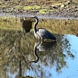 Sheldon Lake State Park Nature Loop, Texas - 245 Reviews, Map | AllTrails