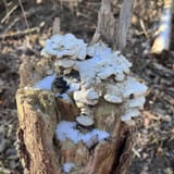 Farmdale Recreation Area Trail, Illinois - 804 Reviews, Map | AllTrails