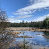 Pine Swamp Loop, New York - 1,071 Reviews, Map | AllTrails