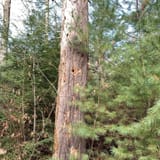 Pine Swamp Loop, New York - 1,071 Reviews, Map | AllTrails