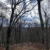 Pine Swamp Loop, New York - 1,071 Reviews, Map | AllTrails