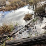 Pine Swamp Loop, New York - 1,071 Reviews, Map | AllTrails