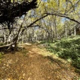 Parsons Trail, Arizona - 635 Reviews, Map | AllTrails