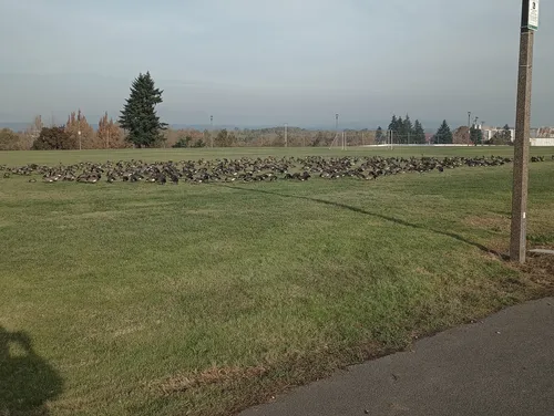 Best Hikes and Trails in Cully Park | AllTrails