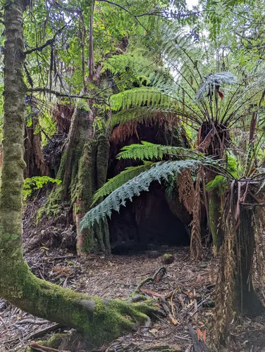 Best Forest Trails in Styx | AllTrails