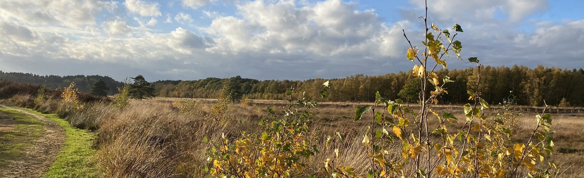 Wolferton and Dersingham Bogs Circular, Norfolk, England - 57 Reviews ...