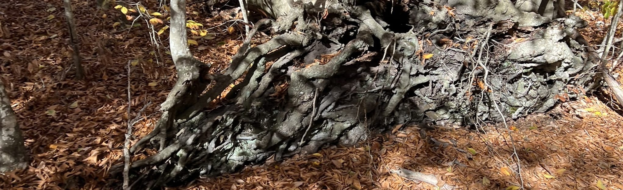 Big Reed Pond Nature Trail: 32 Reviews, Map - New York | AllTrails