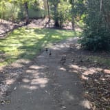 Cabbage Tree Creek, Queensland, Australia - 97 Reviews, Map | AllTrails