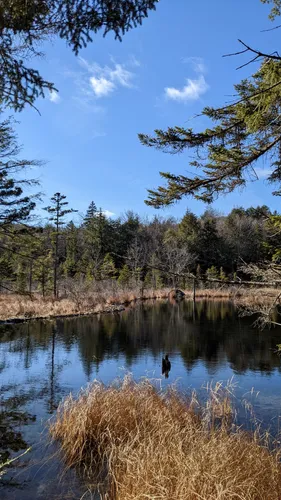 10 Best Hikes and Trails in Shaker Mountain Wild Forest | AllTrails