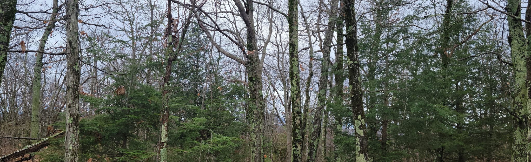 Round Top Hill Trail, Massachusetts - 9 Reviews, Map | AllTrails