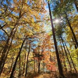 Lake Blue Ridge Campground Trail , Georgia - 521 Reviews, Map | AllTrails