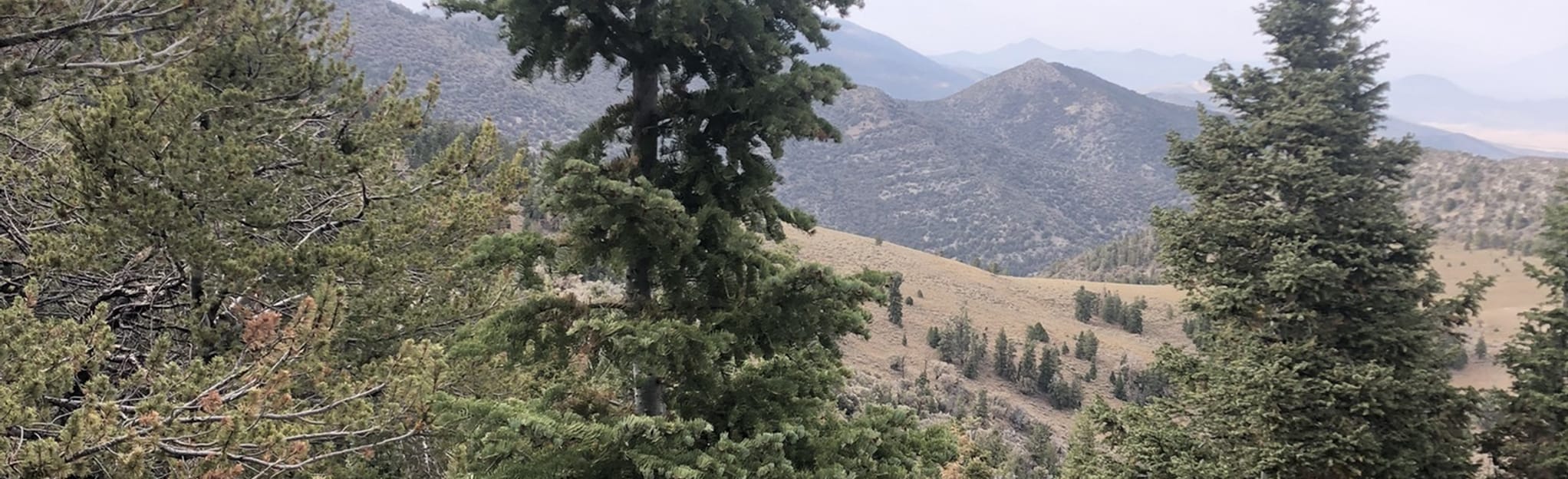 AllTrails | Goshute Mountains Hawkwatch Trail: 11 Reviews, Map - Nevada