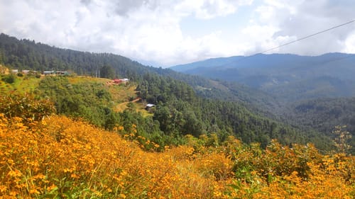 Las 10 mejores rutas por bosque en Oaxaca en 2023 | AllTrails