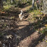 Amanda's Trail, Oregon - 156 Reviews, Map | AllTrails