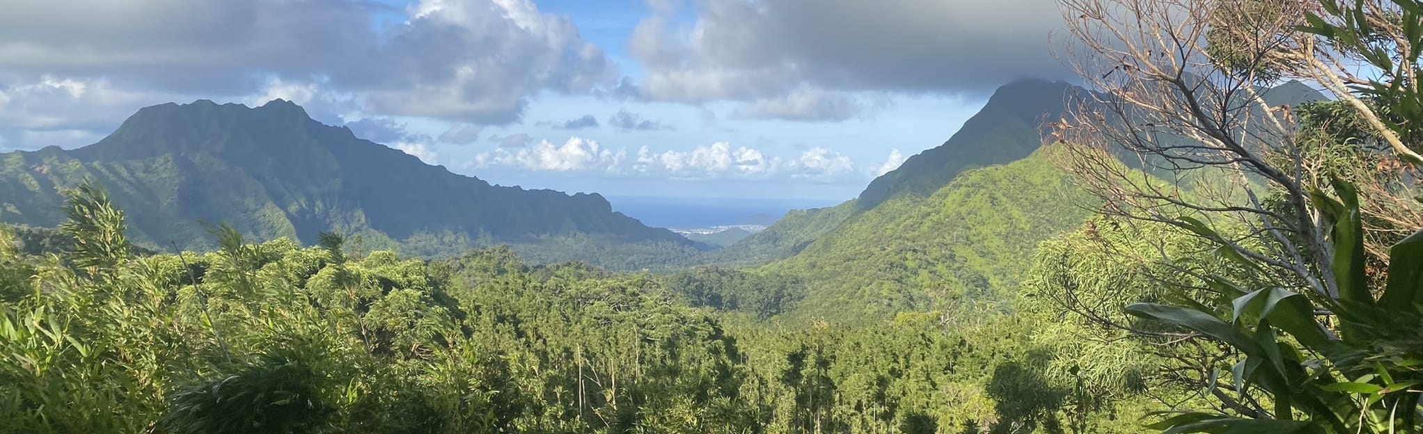 Manoa Cliff Trail : 2 202 Photos - Oahu, Hawaii | Randonnée | AllTrails
