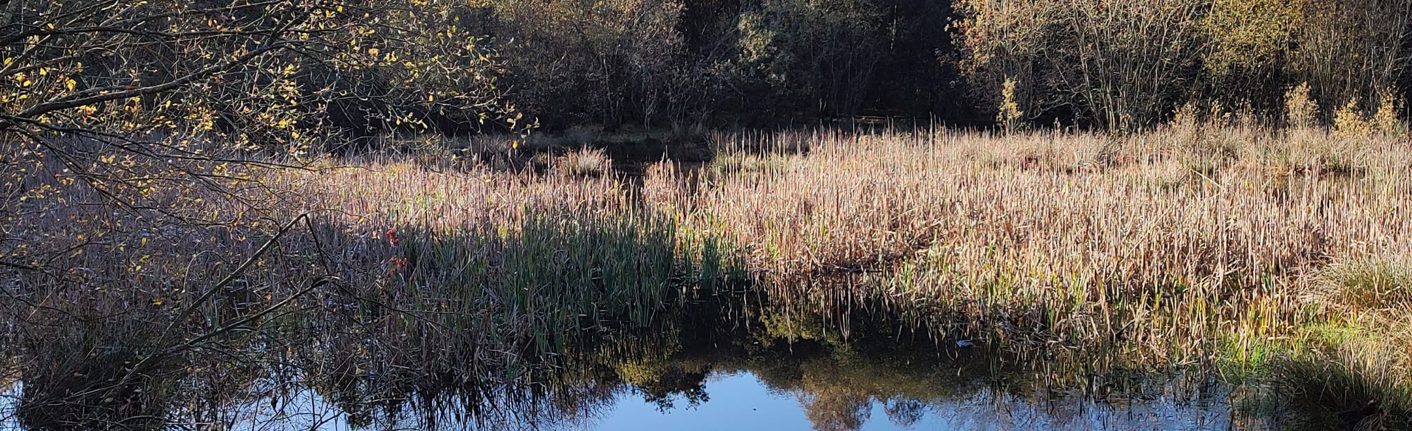Yateley Common Circular - Berkshire, England | AllTrails