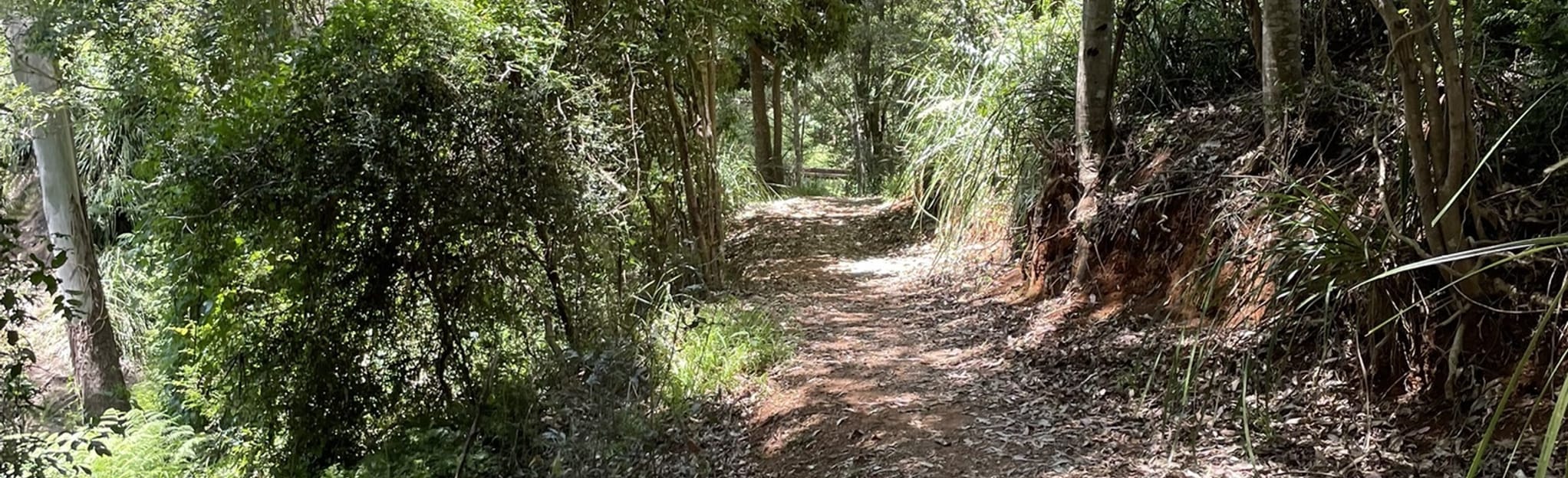 Williams Park Loop, Queensland, Australia - 11 Reviews, Map | AllTrails