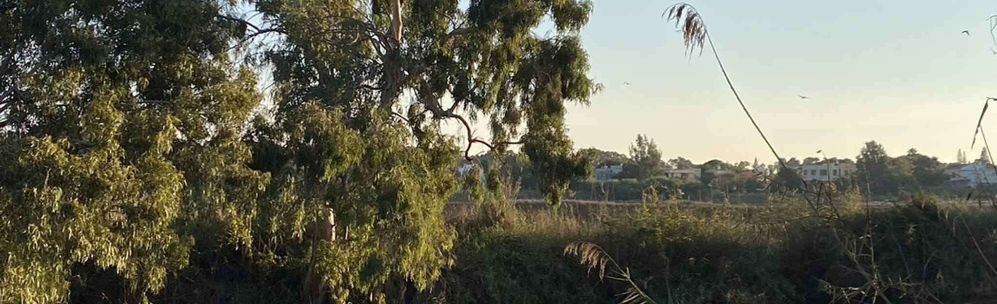 Turtle Bridge to Beit Yanai Beach via Alexander River: 32 foto's ...