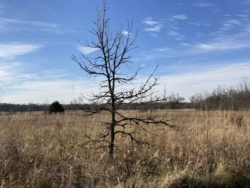 Best Hikes and Trails in Timber Ridge Forest Preserve | AllTrails