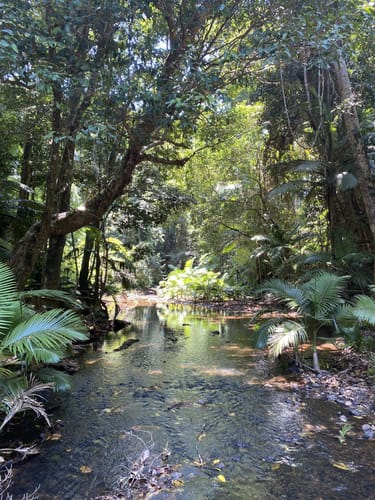 Best Hikes and Trails in Djiru National Park | AllTrails