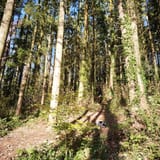 Ham Hill Circular, Somerset, England - 66 Reviews, Map | AllTrails