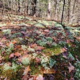 North Sylamore Creek Trail, Arkansas - 272 Reviews, Map | AllTrails