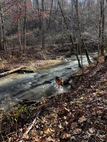 Best Hikes and Trails in Gunner Pool Recreation Area | AllTrails