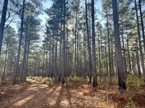 Best Hikes and Trails in Zoar State Forest | AllTrails