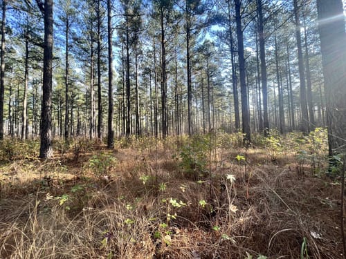 Best Hikes and Trails in Zoar State Forest | AllTrails