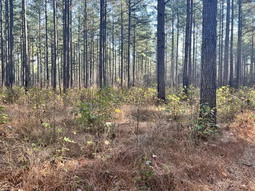 Best Hikes and Trails in Zoar State Forest | AllTrails