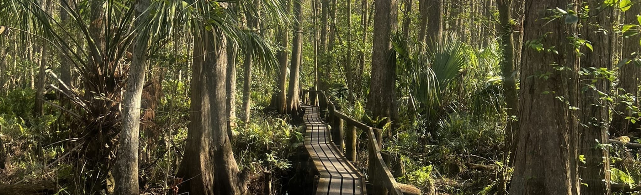 Hickory and Cypress Swamp Trail, Florida - 232 Reviews, Map | AllTrails