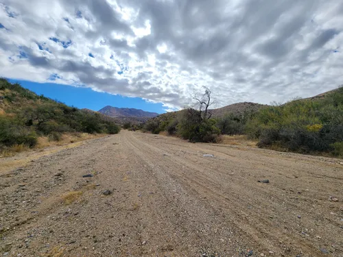 Best Wild Flowers Trails in Bowie | AllTrails