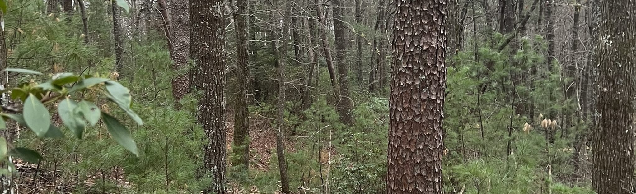 Pinhoti Trail: Peeple's Lake Road to Foster Branch Road: 512 foto's ...