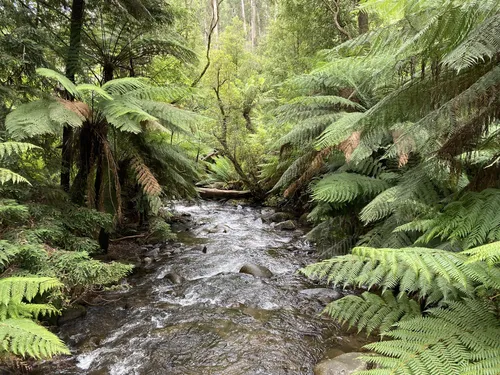 10 Best Hikes and Trails in Yarra Ranges National Park | AllTrails