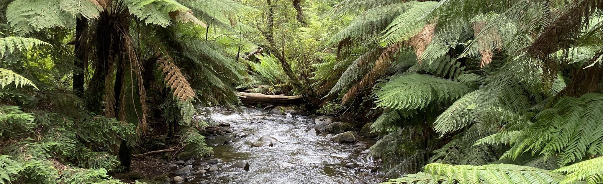 Badger Weir, Victoria, Australia - 172 Reviews, Map | AllTrails