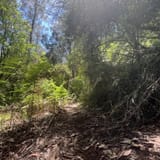 Tanglefoot Short Loop, Victoria, Australia - 297 Reviews, Map | AllTrails