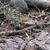 Guana Trail, Marshview Lane, and Shellbluff Road, Florida - 248 Reviews ...