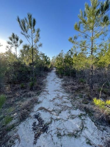 Best 10 Hikes and Trails in Kisatchie National Forest | AllTrails