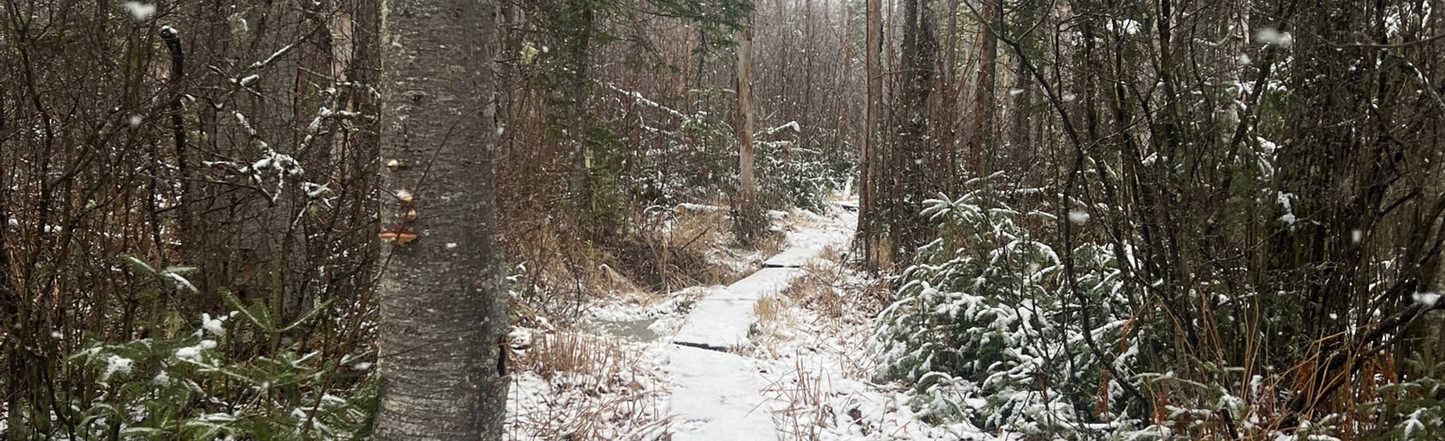 Colonel Whipple Trail, New Hampshire - 35 Reviews, Map | AllTrails