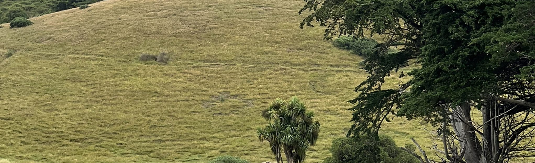 Boulder Beach Loop Walk, Otago, New Zealand - 5 Reviews, Map | AllTrails