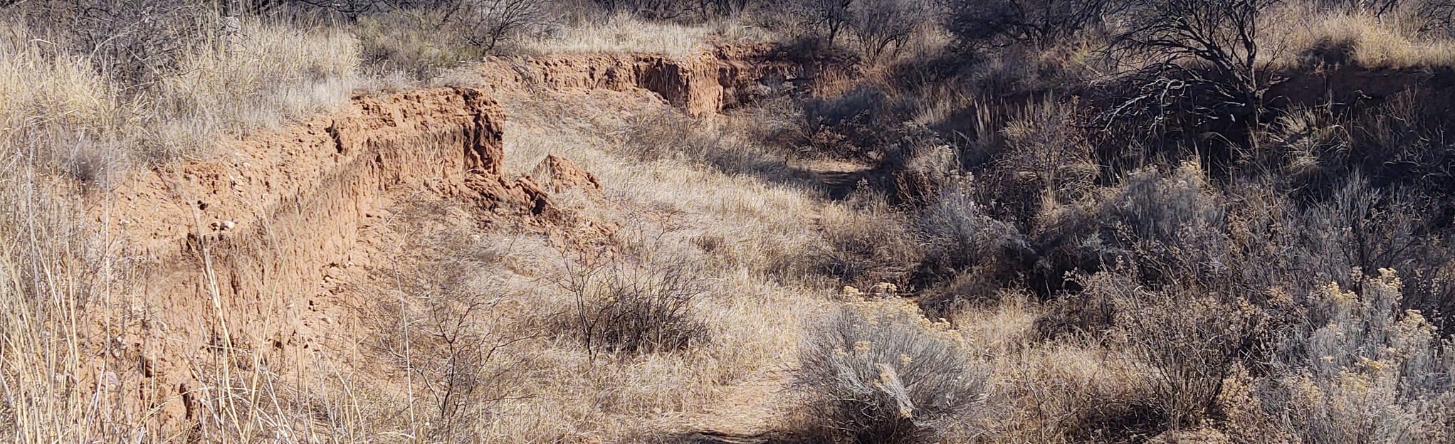 Murray Springs Interpretive Trail, Arizona - 98 Reviews, Map | AllTrails