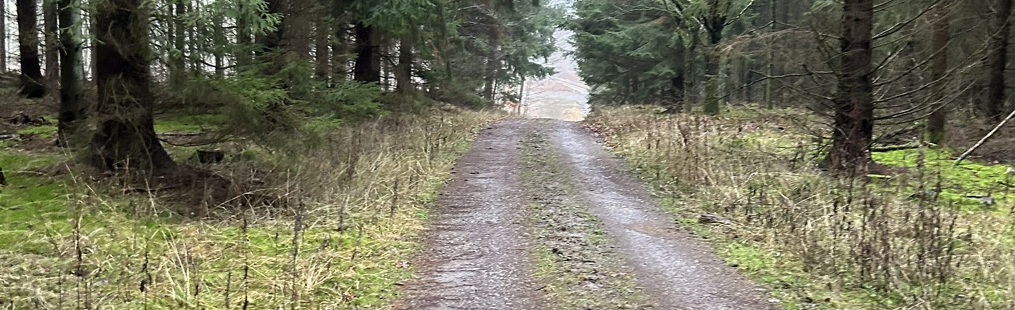 Brorfelde Skov - Nyrup Skov: 7 Fotos - Region Seeland, Dänemark ...