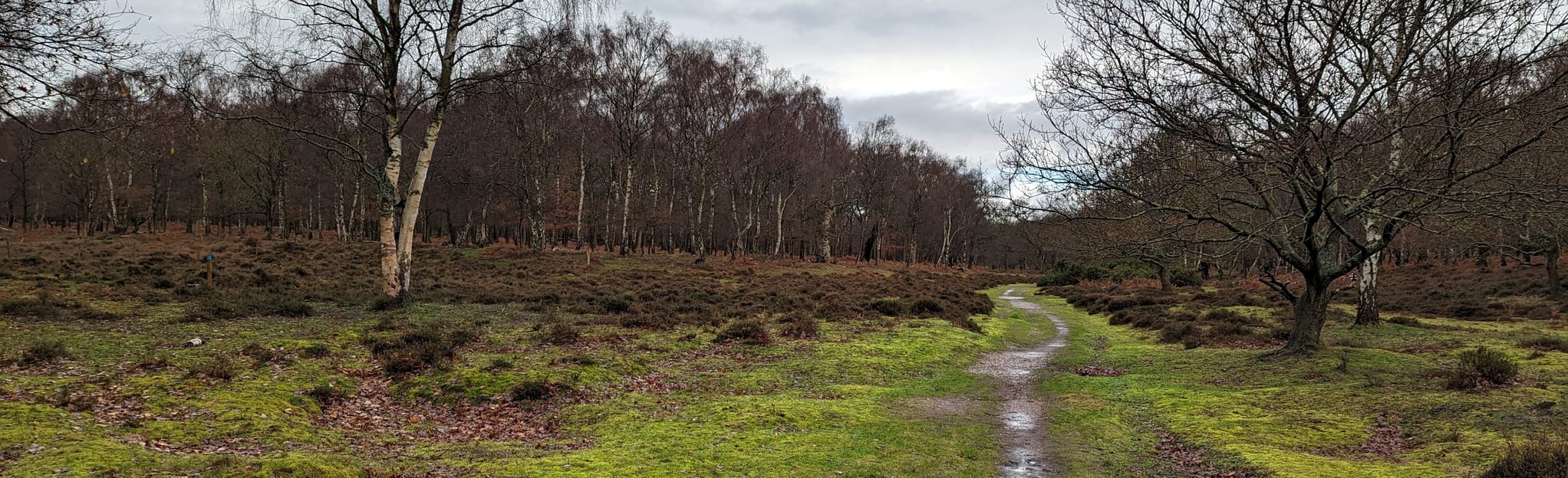 Sherwood Forest: 108 Reviews, Map - Nottinghamshire, England | AllTrails