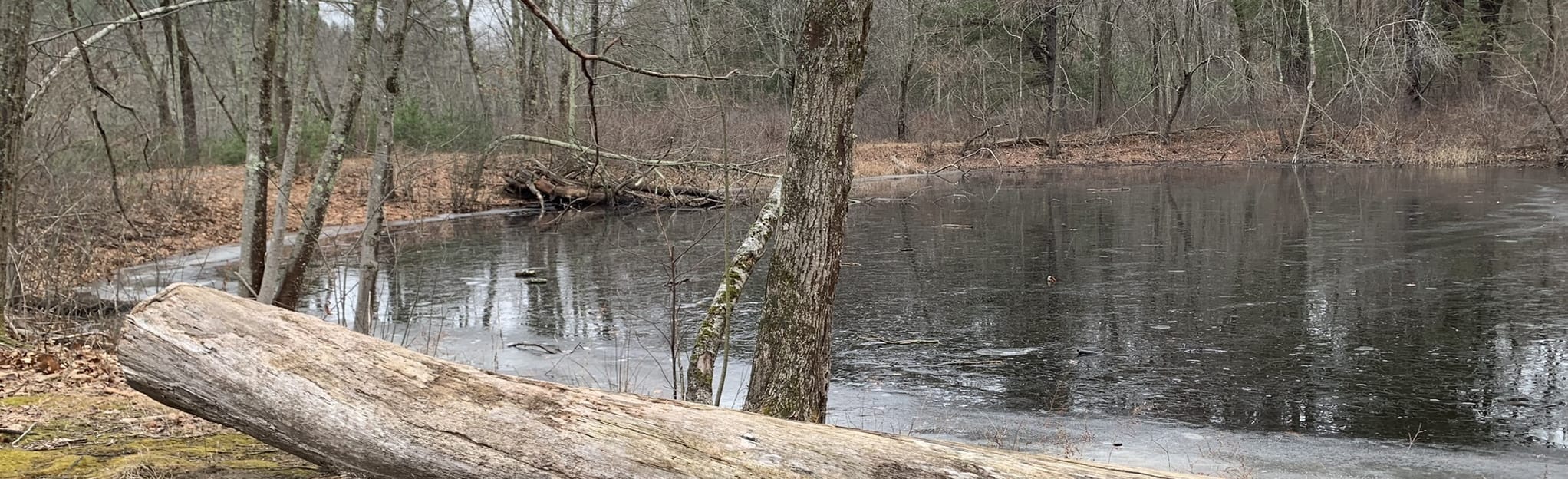 Red Maple Trail: 12 Reviews, Map - Massachusetts | AllTrails