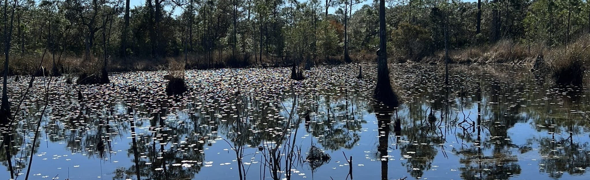 Centennial Trail: 63 Reviews, Map - Alabama | AllTrails