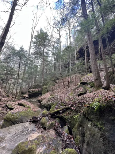 10 Best Hikes and Trails in Sipsey Wilderness | AllTrails